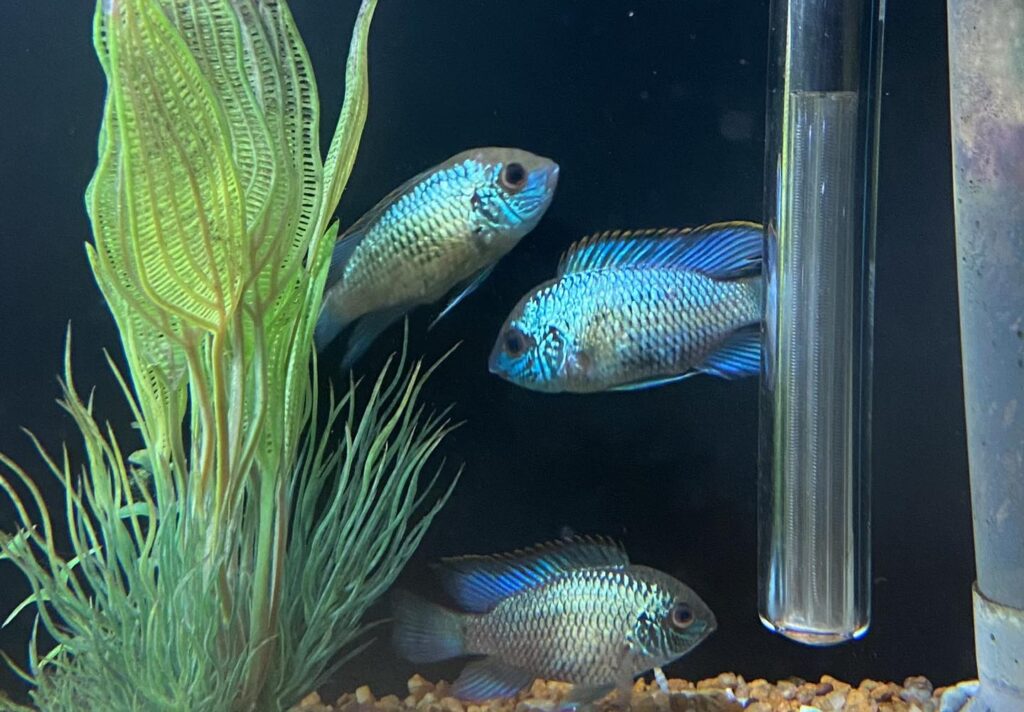 Expert Aquarium Services | Morley Aquariums | Perth and Surrounds